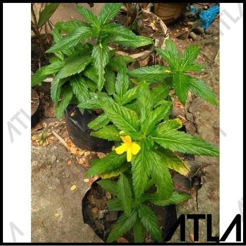 Jual Bibit Tanaman Damiana Turnera Diffusa Benih Bunga Herbal Seed ...