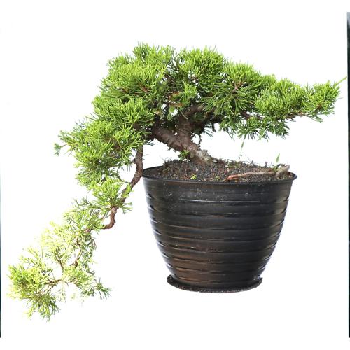 Jual Cemara Sinensis Semi Cascade - Kota Batu - Artha Bonsai Vio | Tokopedia