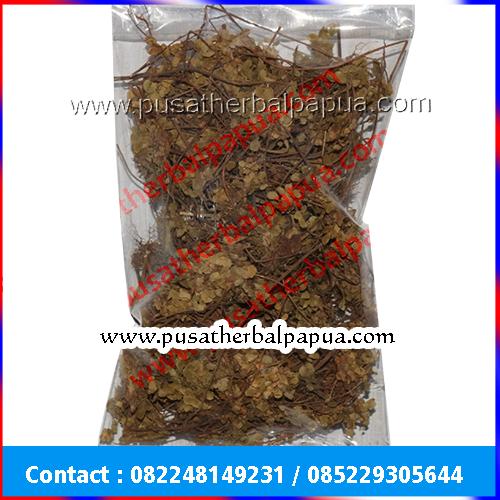 Jual Daun Kebar Papua Murah Berkualitas - Kota Sorong - PUSAT HERBAL ...