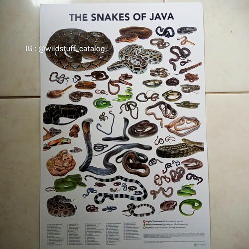 Jual Poster Original - SNAKES OF JAVA - Kota Bogor - Wildstuff ...