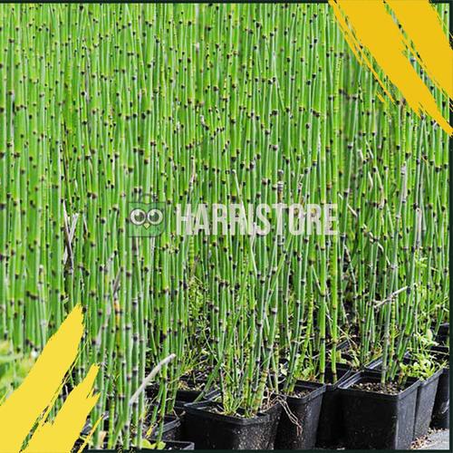 Jual Bambu Air / Bambu hidup Ekor Kuda Jumbo dan Rimbun - Kota Malang ...