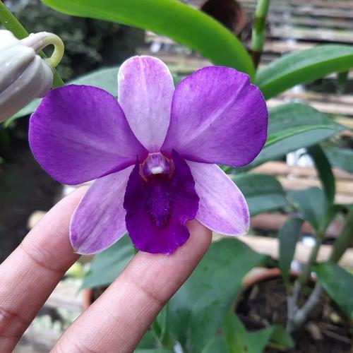 Jual Tanaman hias bunga anggrek dendrobium dewasa blue planet - Kota ...
