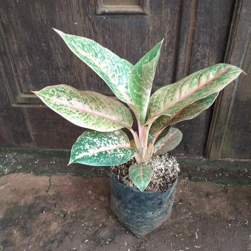 Jual tanaman aglaonema harlequin / pohon aglonema harlequeen - Kab ...