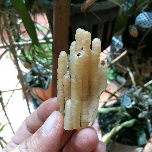 Jual NATURAL FOSSIL BAMBOO (kode 2407) INCLUDE MEMO READY / FOSIL BAMBU ...