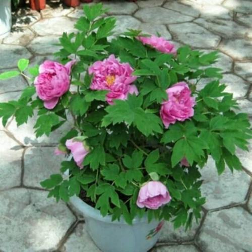 Jual Benih Bunga Chinese Peony - Kab. Kediri - Special_100 Store ...