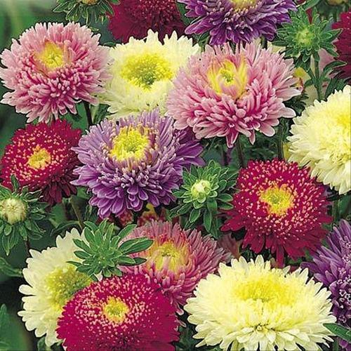 Jual Benih Bunga Aster Powder Puff (Tahan Panas) Very Easy to Grow ...