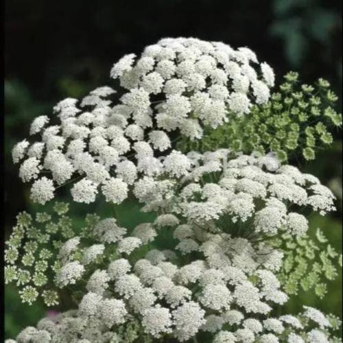 Jual Biji Benih Bunga Queen Anne's Lace Ammi majus - Kab. Kediri ...