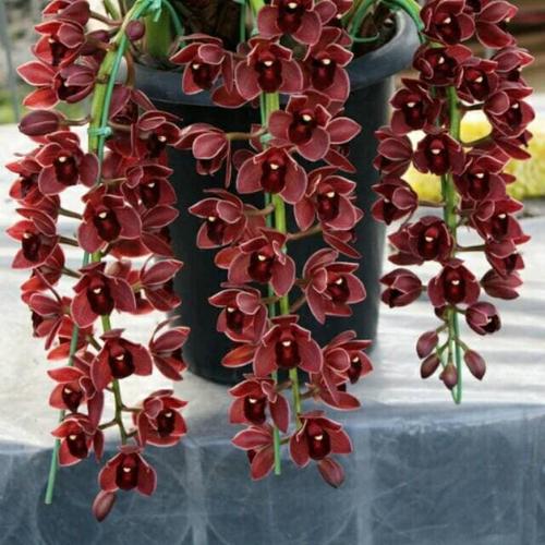 Jual Biji Bunga Dark Red Chinese Cymbidium (Cicada Orchid Seeds) - Kab ...