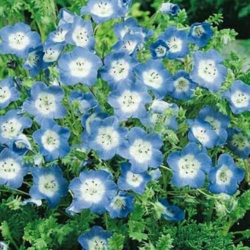 Jual Biji Bunga Nemophila Baby Blue Eyes (Tahan Panas, Mudah Tumbuh ...