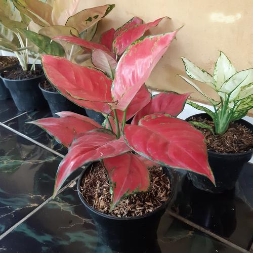 Jual Tanaman hias aglonema red anjamani - pohon cantik red anjamani ...