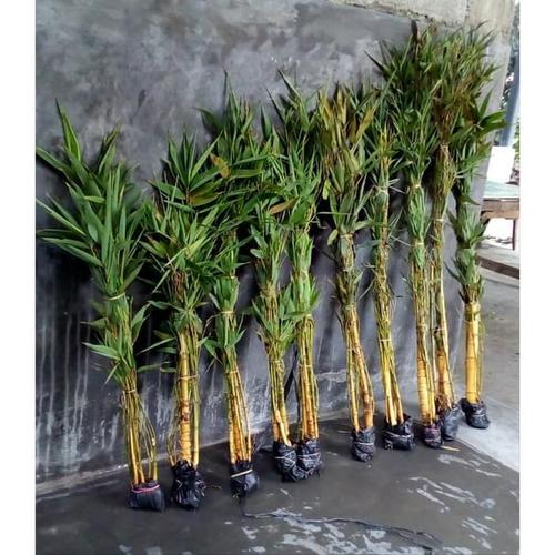 Jual Pohon bambu kuning / tanaman bambu panda/Tanaman hias bambu kuning ...