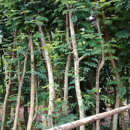 Jual pohon sengon buto. - Kab. Bogor - Kasim Taman | Tokopedia