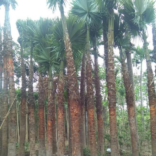 Jual Tanaman hias palem sadeng 2meter batang keras - pohon palem minyak ...