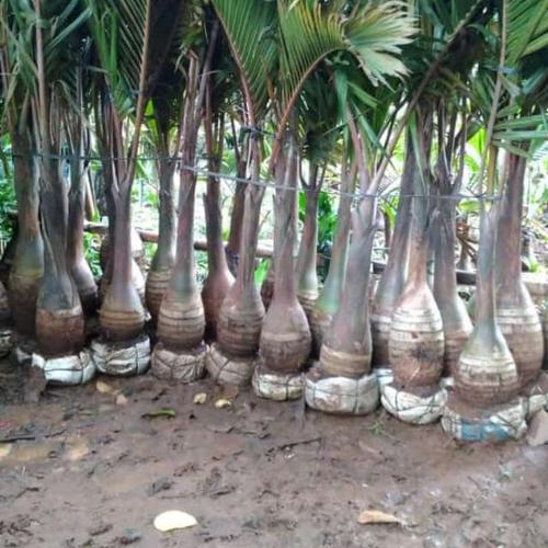 Jual palem botol uk. 2 meter - tanaman hias palem boto - Kab. Bogor ...