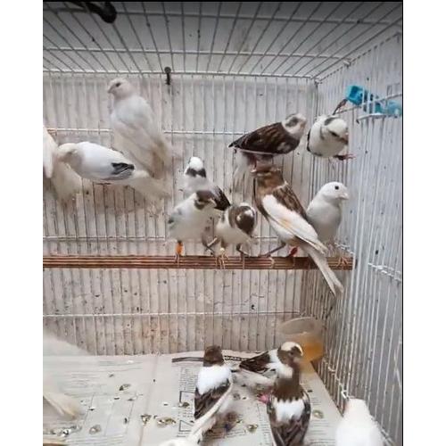 Jual Kenari Panda Garansi Betina U/ Ternak Produksi - Jakarta Selatan ...