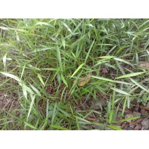 Jual Rumput Bambu - Obat Infeksi Saluran Kemih - Kab. Pangandaran ...