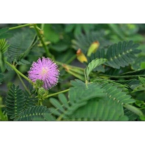 Jual DAUN PUTRI MALU SEGAR 1kg PUTRIMALU - Kab. Pangandaran - TANAMAN HERBAL INDONESIA | Tokopedia