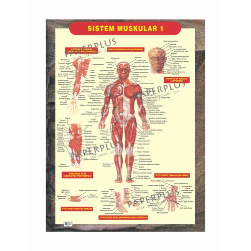 Jual Poster Peraga Kedokteran Sistem Muskular 1 - Kota Tangerang ...