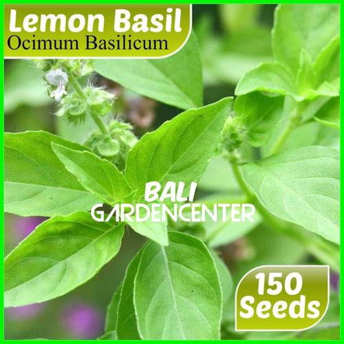 Jual Benih Biji Lemon Basil - Basil Ocimum Basilicum - Kab. Badung ...