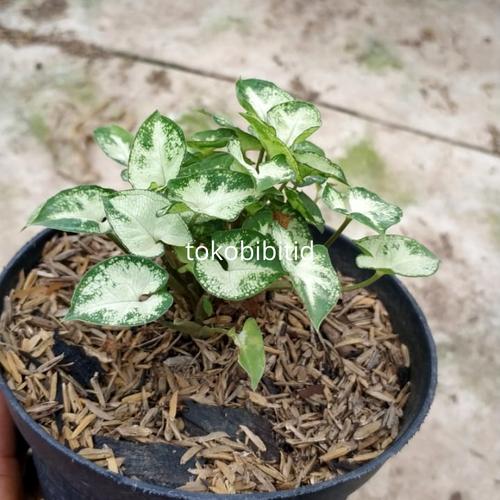 Jual Tanaman Syngonium Mini - Kota Batu - tokobibit.id | Tokopedia