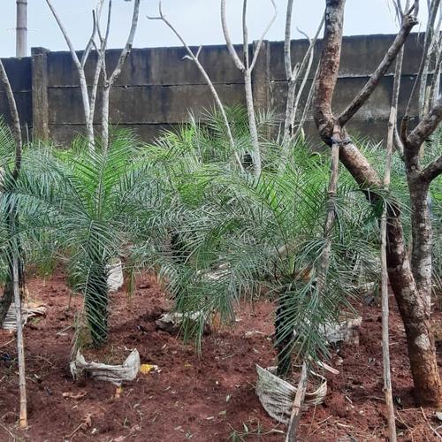 Jual pohon palem phoenix 60cm,tukang pohon palem phoenix - Kab. Bogor ...