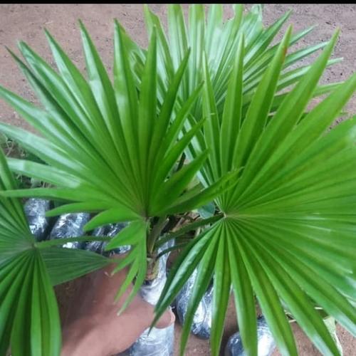Jual Tanaman Hias Palem Bintang - Palm Bintang - Palm Sadeng - Kab ...