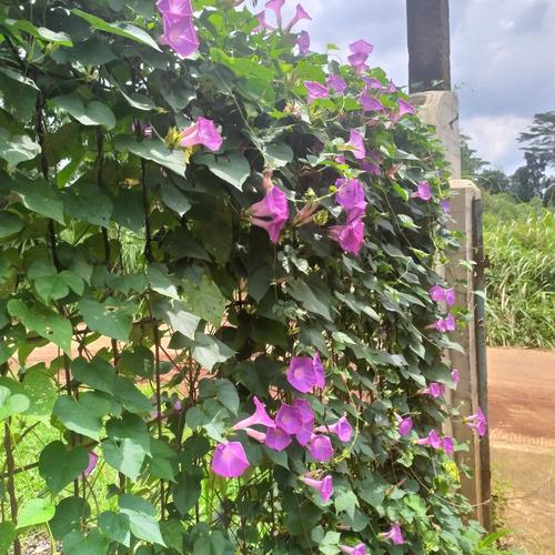Jual pohon morning glory/tanaman rambat bunga morning glory - Kota ...