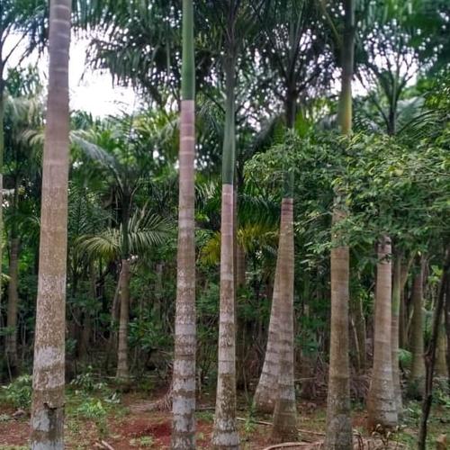 Jual Pohon Palem Raja // Jual Tanaman Pelindung & Tanaman Hias - Kota ...