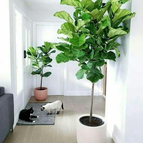 Jual Tanaman Hias Pohon Indoor//outdoor Ketapang Biola Tinggi 1 Meter ...