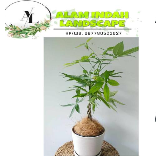 Jual tanaman pacira/pohon uang/money tree + pot - polybag - Jakarta ...