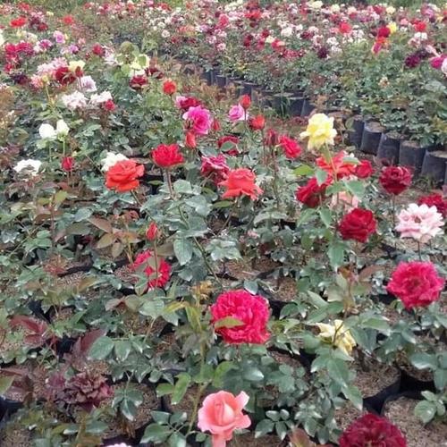 Jual Tanaman pohon bunga mawar-pohon mawar - Kab. Bogor - Surya Taman ...