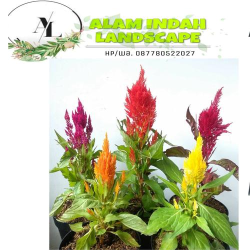 Jual Bunga celosia/tanaman jengger ayam impor bermacam warna - Jakarta ...