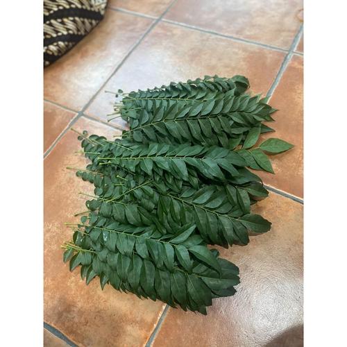Jual Daun Kare / Daun Kari Segar / Daun Salam Koja / Fresh picked (50gr ...