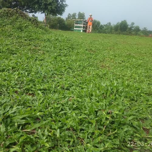 Jual Rumput Hijau Gajah Paitan Untuk Lapangan Bola Dan Taman - Kab ...