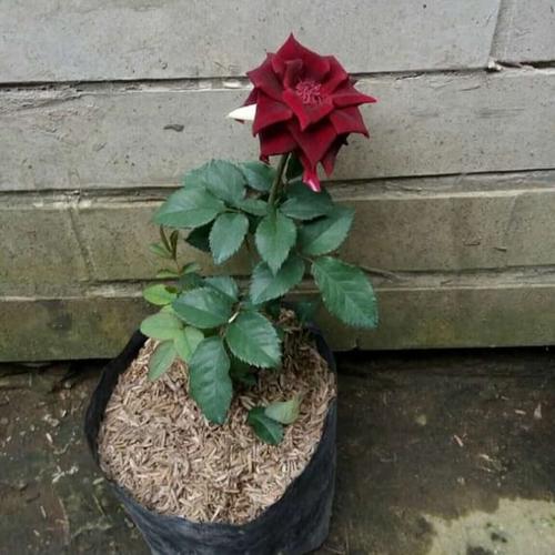 Jual pohon mawar-tanaman bunga mawar merah - Kab. Bogor - Surya Taman ...