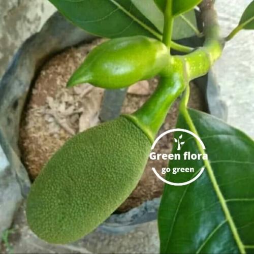 Jual pohon nangka mini sudah berbuah-bibit pohon nangka mini-nangka ...
