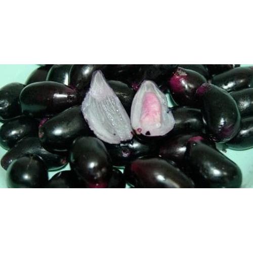 Jual Kliwon Bibit Tanaman Buah Jamblang Hitam / Juwet Ireng - Jakarta ...