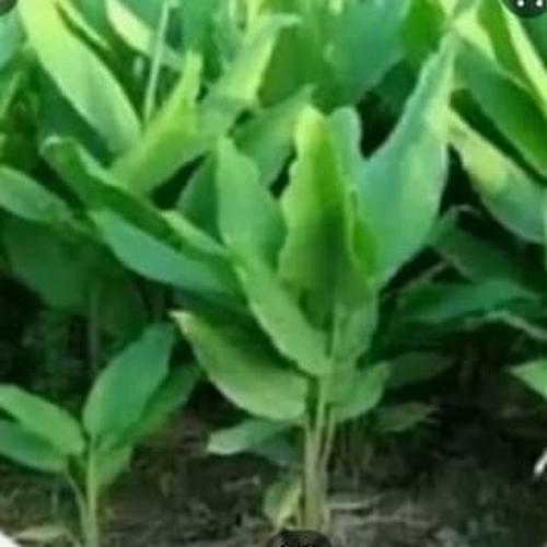 Jual pohon temu kunci tanaman herbal bibit pohon temu kunci - Kab ...
