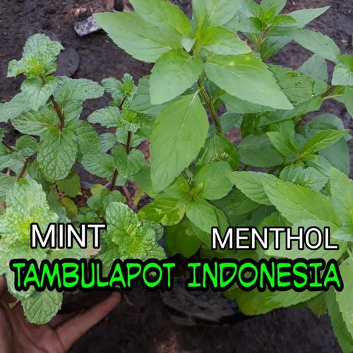 Jual Bibit Daun Menthol Lebih Wangi Dibandingkan Daun Mint Bibit ...