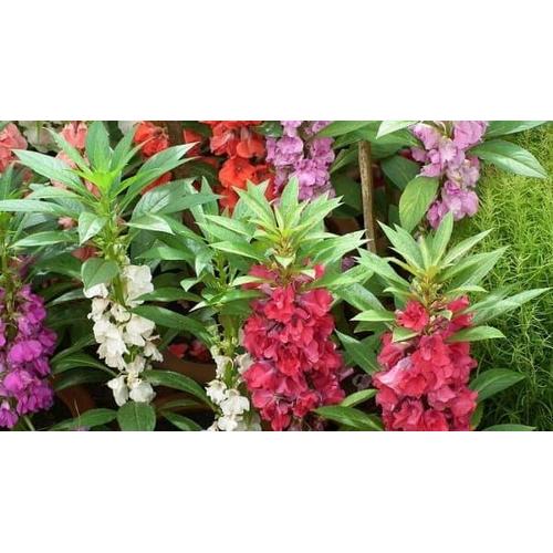 Jual Daun Pacar Cina - Obat Kutil - Kota Bandung - All In One ...