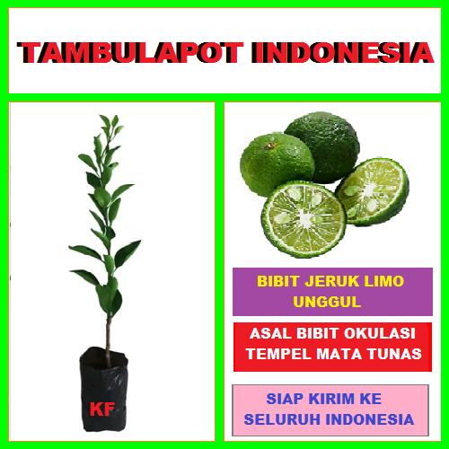 Jual Bibit Pohon Jeruk Limo Tanaman Buah - Kota Bekasi - TAMBULAPOT ID ...