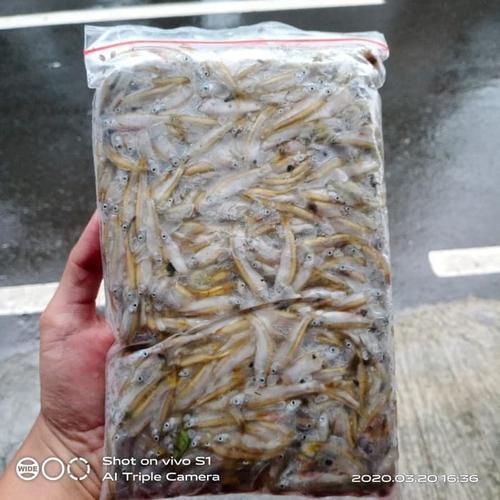 Jual Ikan Cere Beku 500gr - Ikan Cere Pakan Ikan Predator Makanan Ikan ...