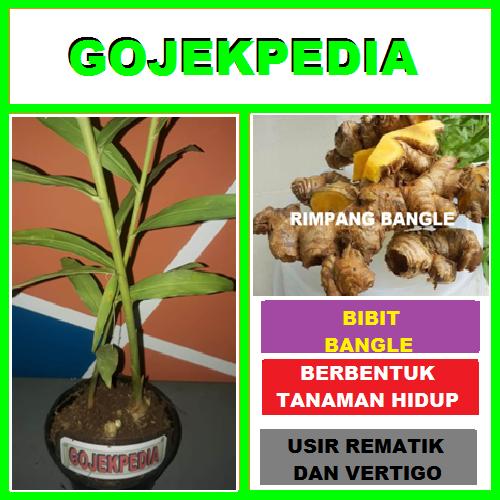 Jual Bibit Tanaman Herbal Bangle Bibit Bangle Pohon Bangle Tanaman Obat ...
