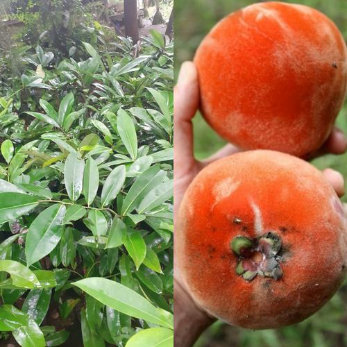 Jual Bibit Pohon Buah Bisbul - Diospyros Blancoi - Kab. Bogor - Saung ...