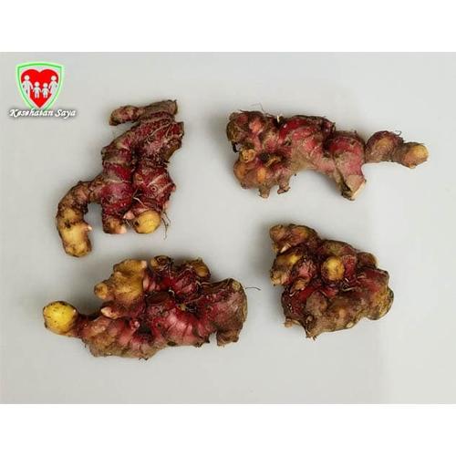 Jual Jahe Merah Super Segar 1 Kg / Jahe Merah Basah - Jakarta Pusat ...
