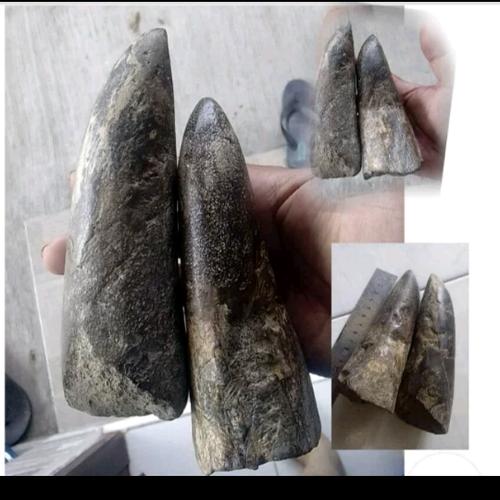 Jual Koleksi Barang Langka Fosiel Culha Harga Dua Buah - Kota Semarang ...
