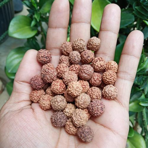 Jual biji jenitri kiloan sudah lubang - Kab. Kebumen - ayumi_distrib ...