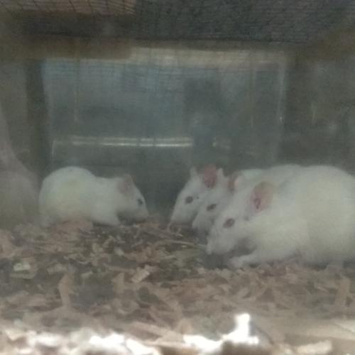 Jual Tikus Putih Rat Laboratorium atau pakan reptil MEDIUM - Kota Bogor ...