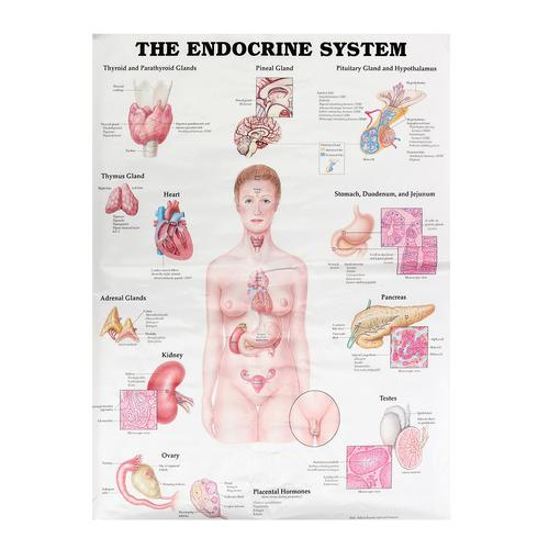 Jual ESS 60x80cm The Endocrine System Poster Anatomical Chart Woman ...