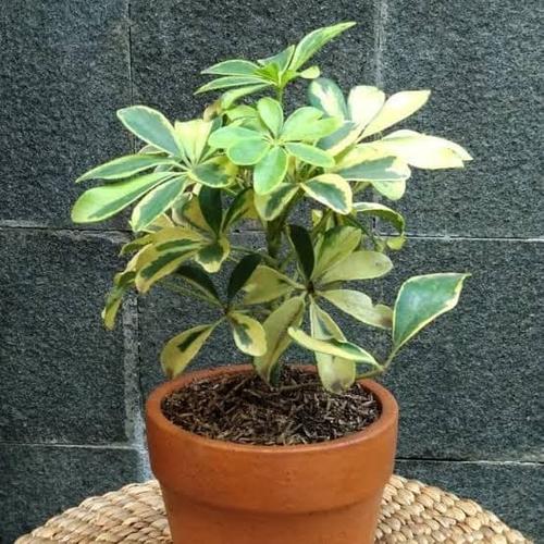 Jual tanaman hias walisongo | tanaman indoor Walisongo - Kab. Bogor ...